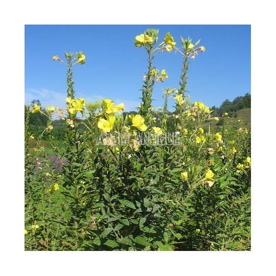 Onagre, Oenothera erythrosepala, Arom'antique, 450 aromatiques bio.