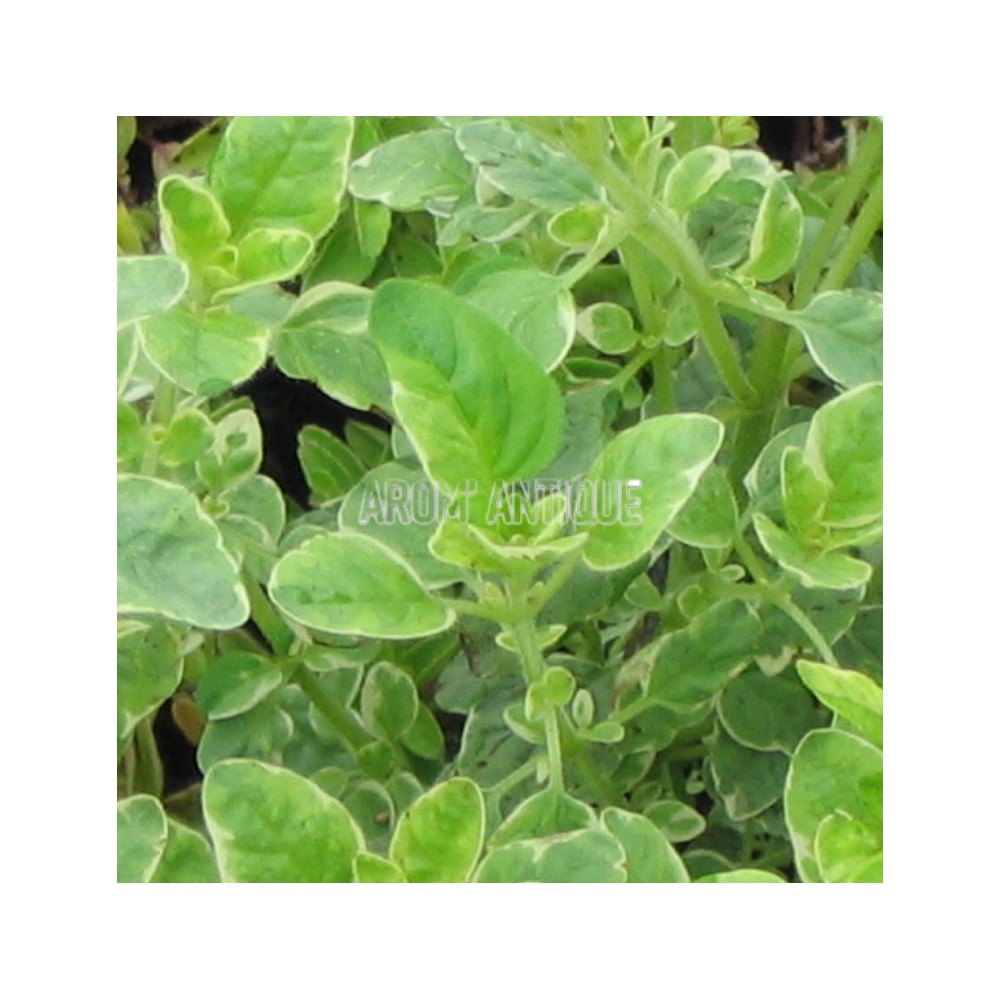 Origan panaché, Origanum vulgare 'Polyphant', Arom'antique.