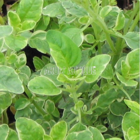 Origan panaché, Origanum vulgare 'Polyphant', Arom'antique.
