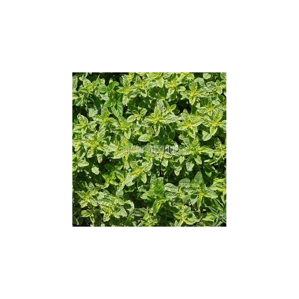 Origan panaché, Origanum vulgare 'Polyphant', Arom'antique.