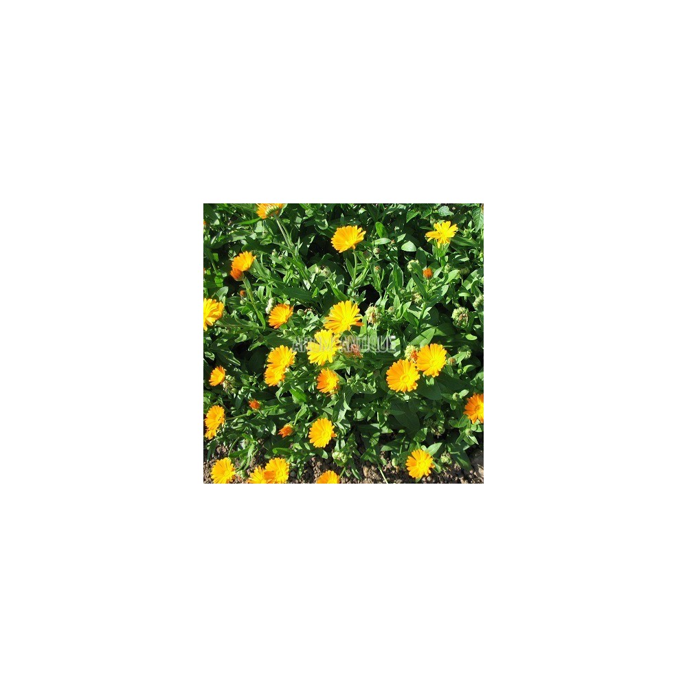 Souci, Calendula officinalis, Arom'antique, 450 aromatiques bio.