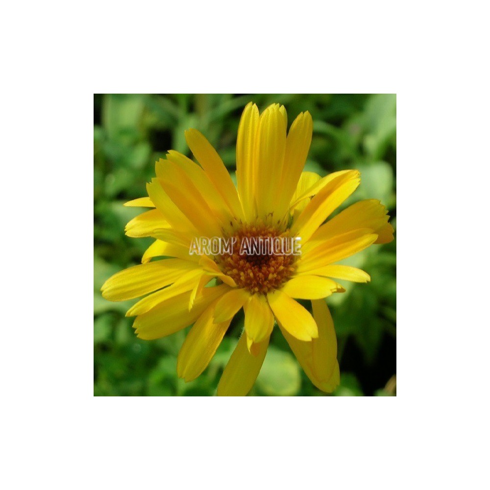 Souci, Calendula officinalis, Arom'antique, 450 aromatiques bio.