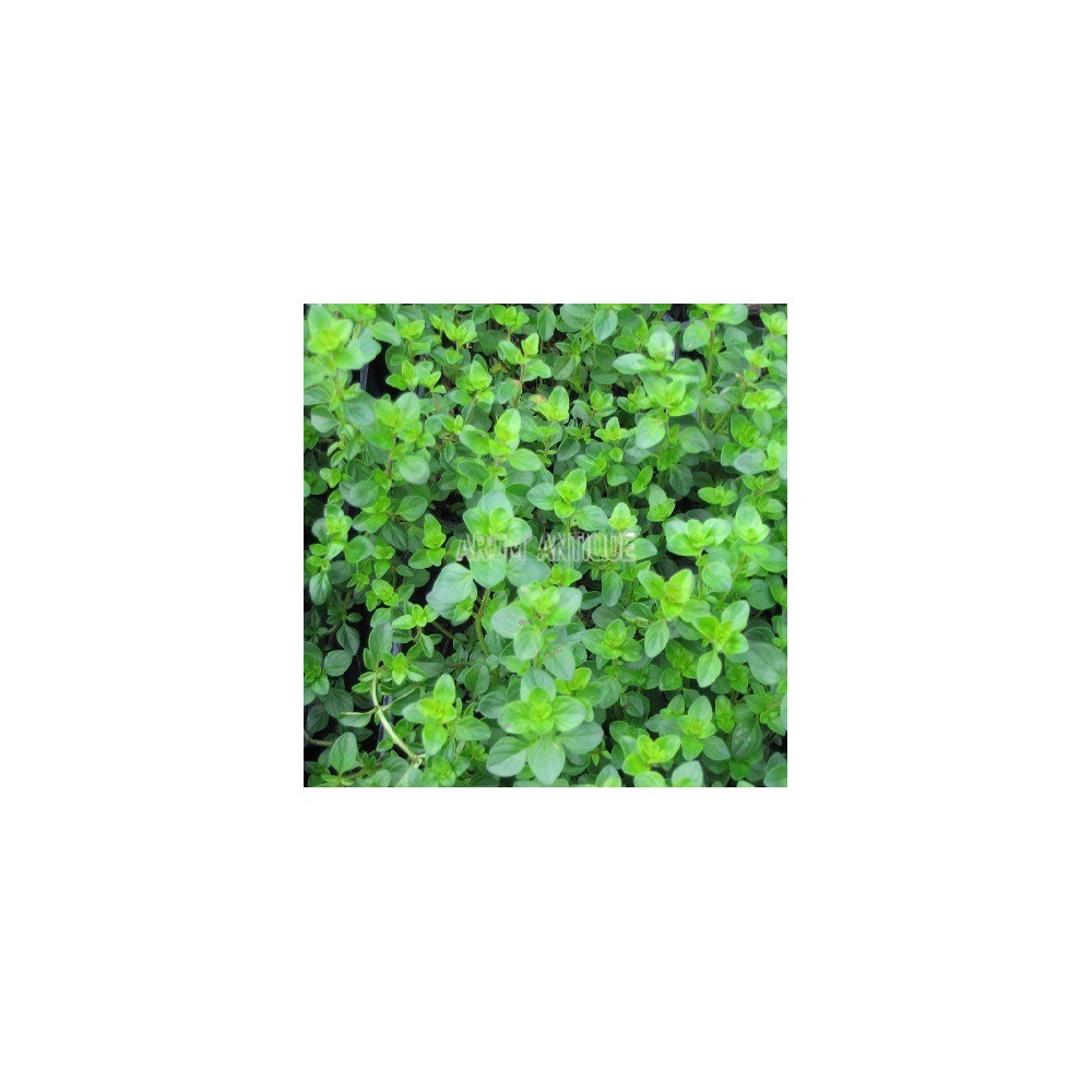 Thym Tabor, Thymus pulegioides 'Tabor', Arom'antique, aromatiques.