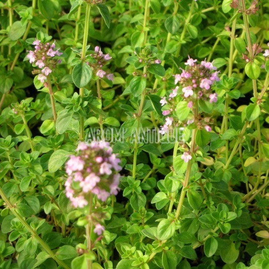 Thym Tabor, Thymus pulegioides 'Tabor', Arom'antique, aromatiques.