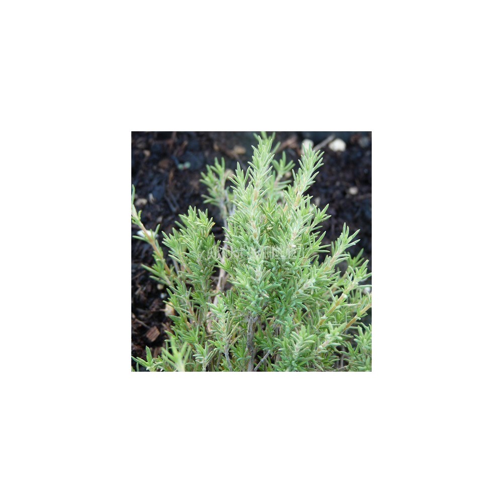 Thym rouge bio, Thymus zygis. Arom'antique, 500 plantes aromatiques.