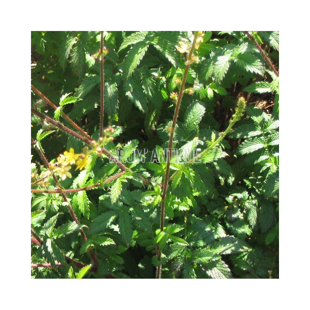 Agrimonia eupatoria, aigremoine bio. Arom'antique, 600 aromatiques bio