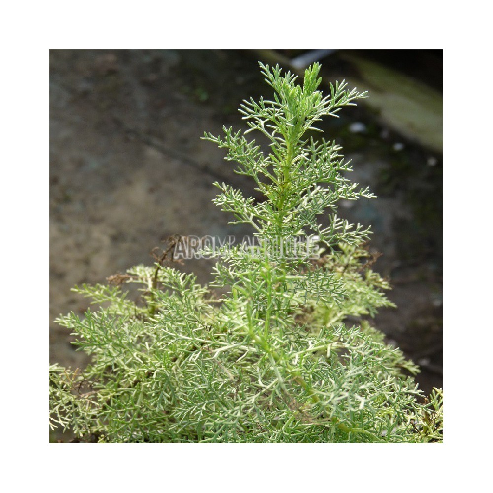 Armoise à feuilles de camomille bio, Artemisia chamaemelifolia.