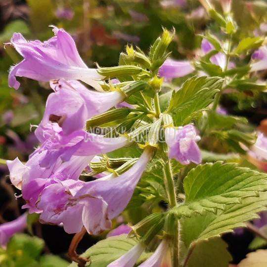 Calament à grandes fleurs bio, thé de l'Aubrac, Calamintha grandiflora