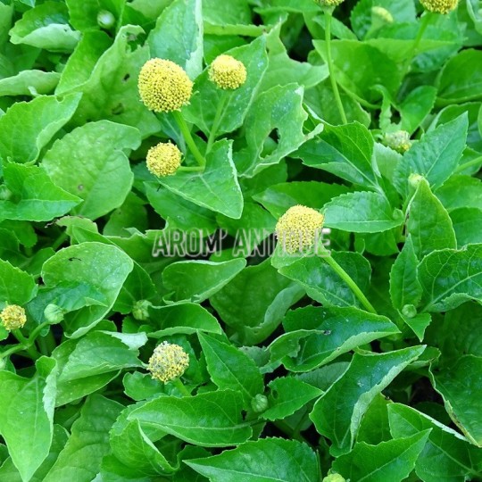 Brede mafane bio, cresson de para, Acmella oleracea, Arom'antique.