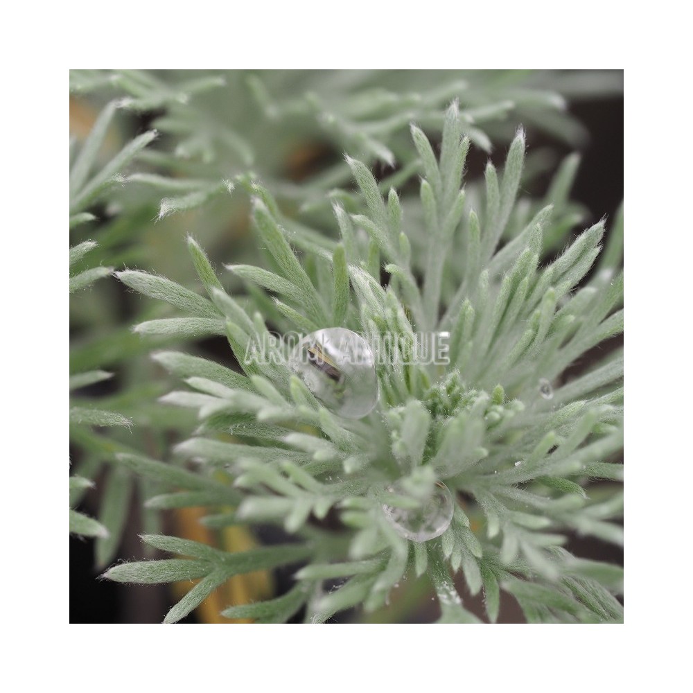 Armoise argentée bio, Artemisia schmidtiana. Arom'antique, aromatiques