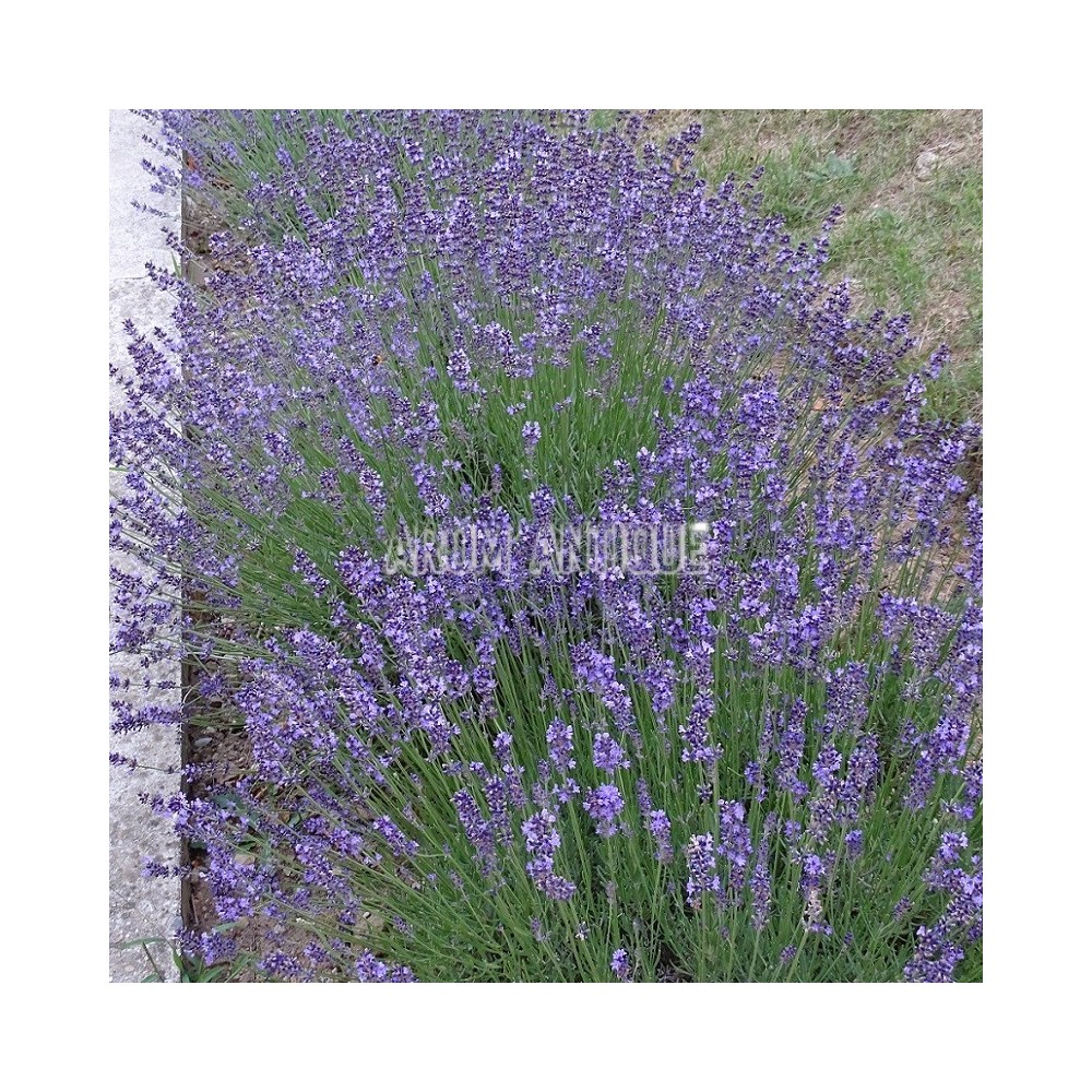 Lavande officinale bio, lavande vraie, Lavandula angustifolia.