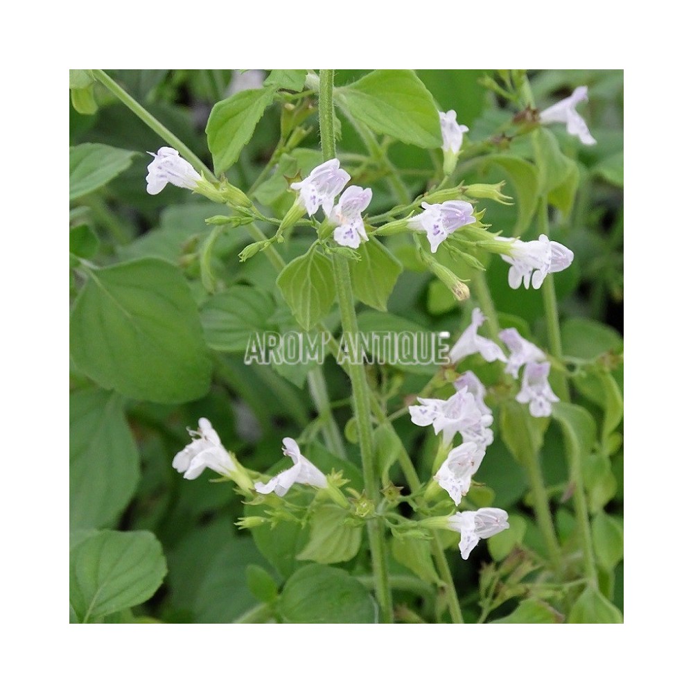 Calament nepeta bio, calamintha nepeta, Arom'antique, 500 aromatiques.