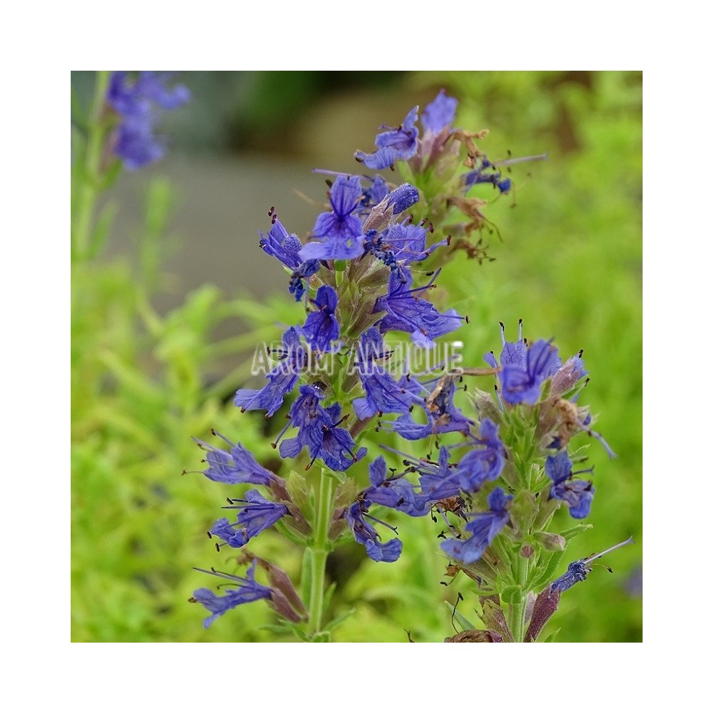 Hysope aristatus, Hyssopus officinalis 'Aristatus', Arom'antique.