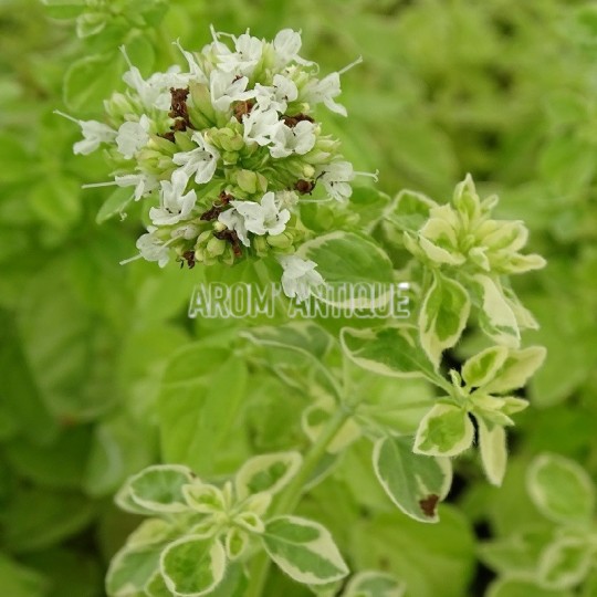 Origan panaché, Origanum vulgare 'Polyphant', Arom'antique.