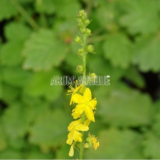 Agrimonia eupatoria, aigremoine bio. Arom'antique, 600 aromatiques bio