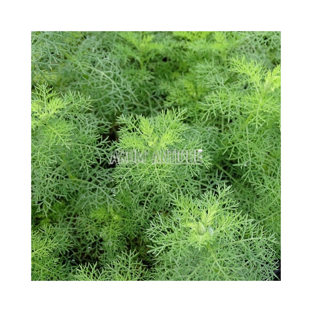 Armoise à feuilles de camomille bio, Artemisia chamaemelifolia.