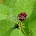 Pimprenelle officinale , Sanguisorba officinalis, Arom'antique.