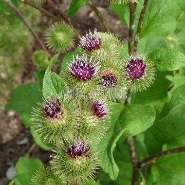Bardane, Arctium lappa, Arom'antique, 450 plantes aromatiques bio.
