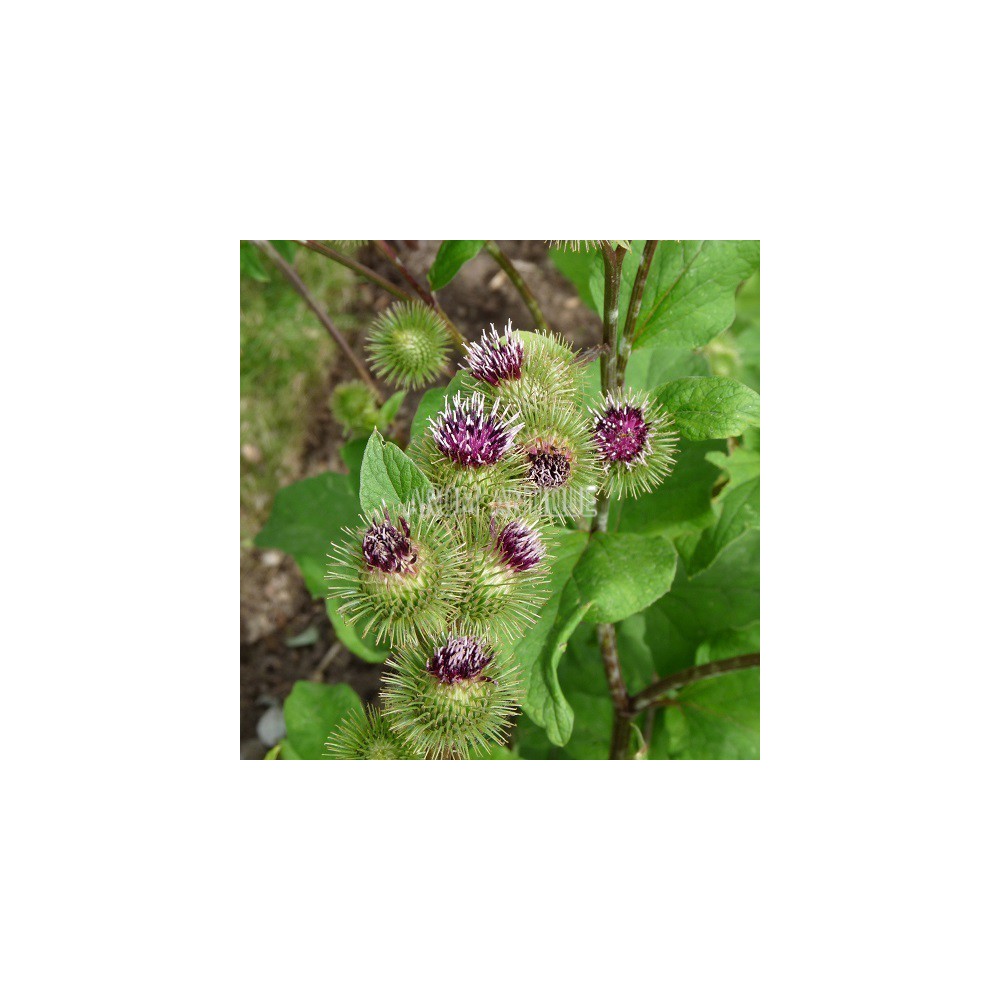 Bardane, Arctium lappa, Arom'antique, 450 plantes aromatiques bio.