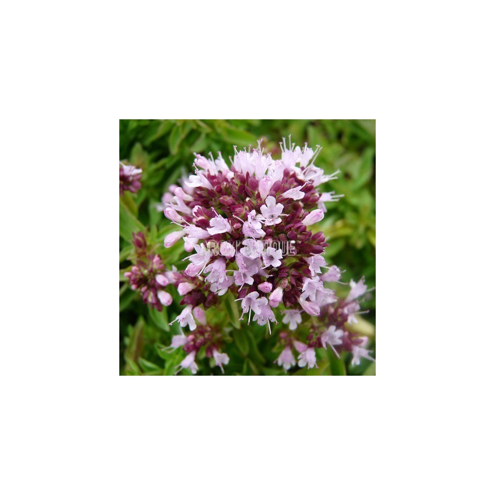 Origan compact, Origanum vulgare 'Compact', Arom'antique, aromatiques.