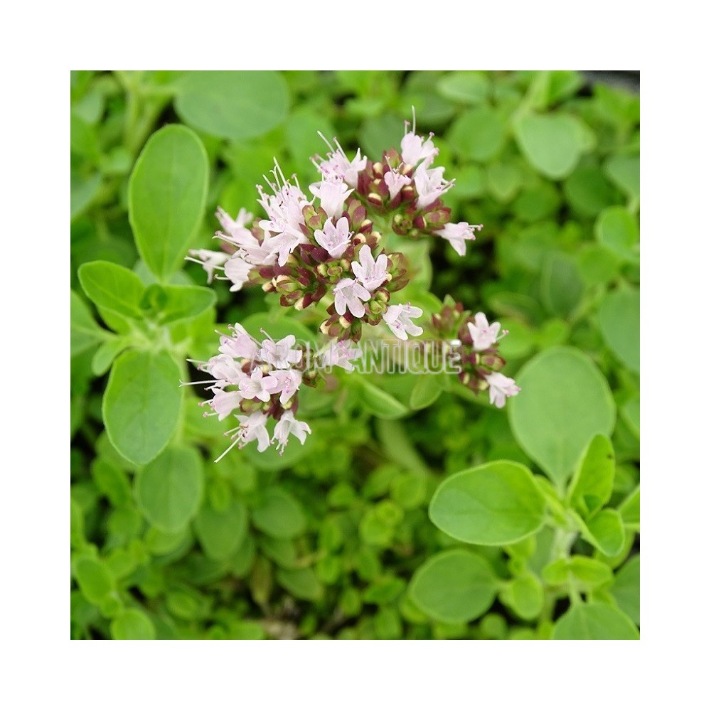 Origan compact, Origanum vulgare 'Compact', Arom'antique, aromatiques.