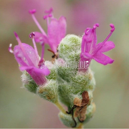 Origan à petites feuilles, Origanum microphyllum, Arom'antique.