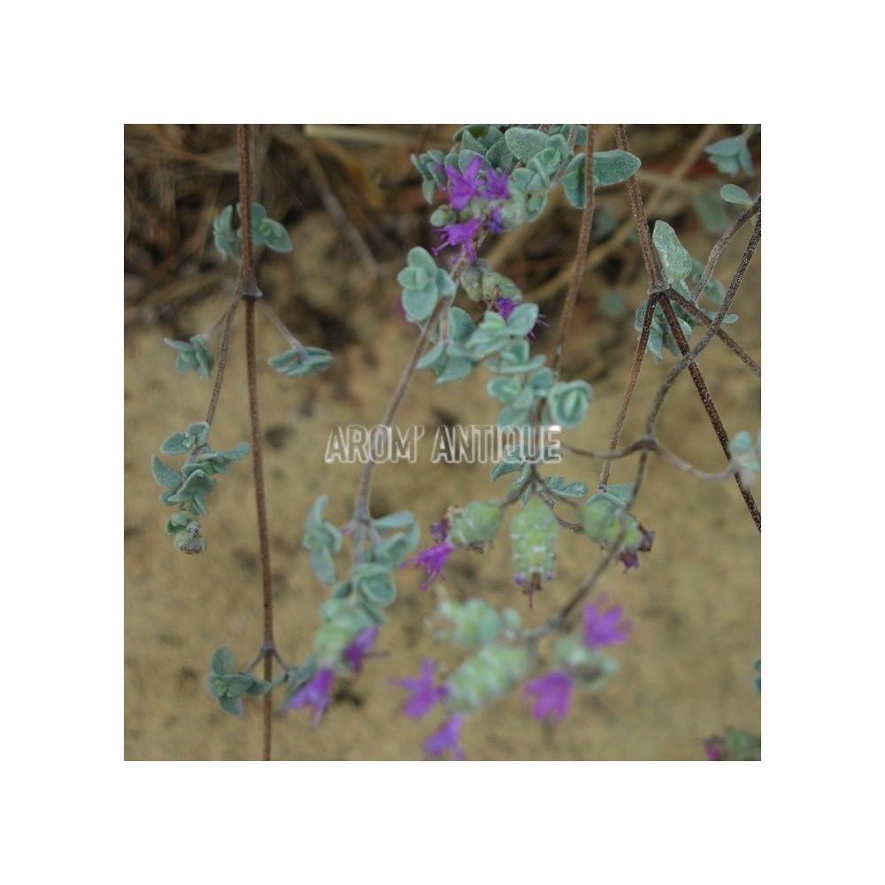 Origan à petites feuilles, Origanum microphyllum, Arom'antique.