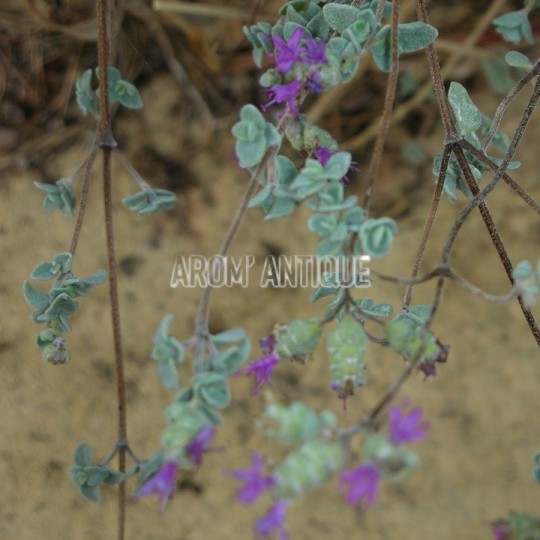 Origan à petites feuilles, Origanum microphyllum, Arom'antique.