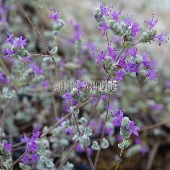 Origan à petites feuilles, Origanum microphyllum, Arom'antique.