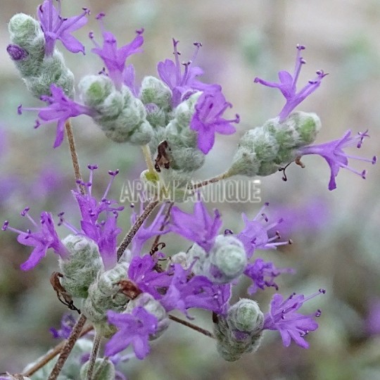 Origan à petites feuilles, Origanum microphyllum, Arom'antique.