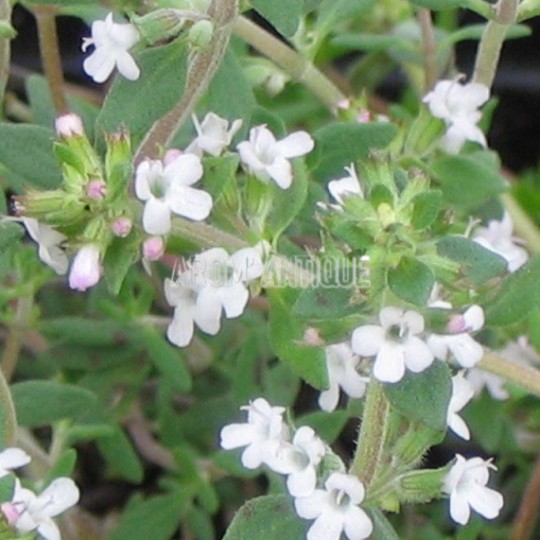 Thym orange, Thymus 'Fragrantissimus', Arom'antique, aromatiques bio.