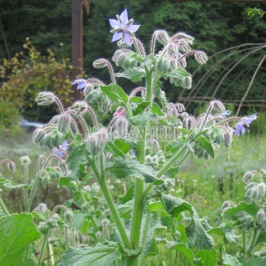 Bourrache bio, Borago officinalis, Arom'antique, 500 aromatiques bio.