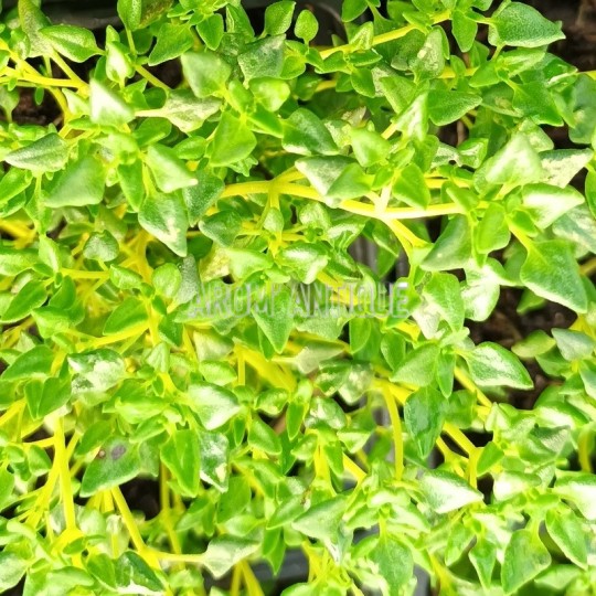 Thym à odeur de rose, Thymus 'Rose', Arom'antique, aromatiques bio.