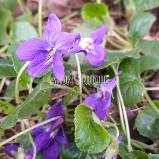 Violette odorante, Viola odorata. Arom'antique.