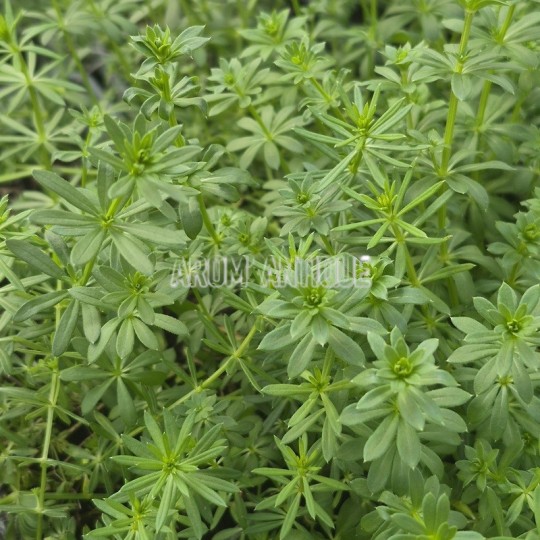 Aspérule des teinturiers bio, Asperula tinctoria, Arom'antique