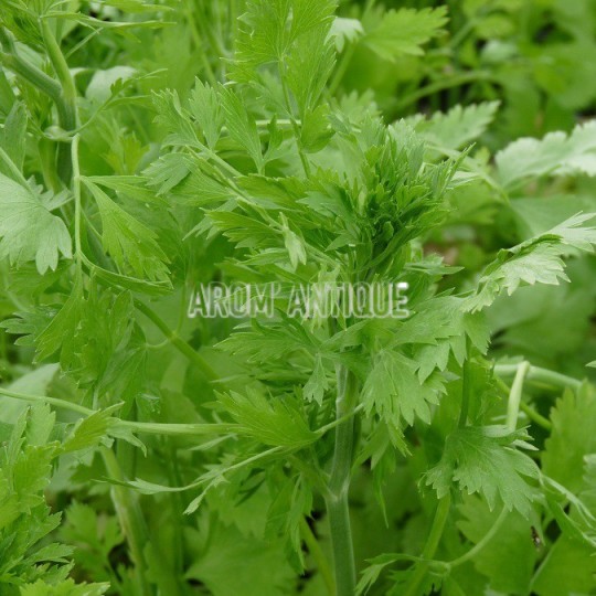 Anis vert bio, Pimpinella anisum. Arom'antique, 500 aromatiques bio.