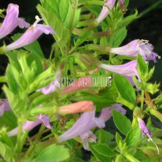 Calament à grandes fleurs bio, thé de l'Aubrac, Calamintha grandiflora