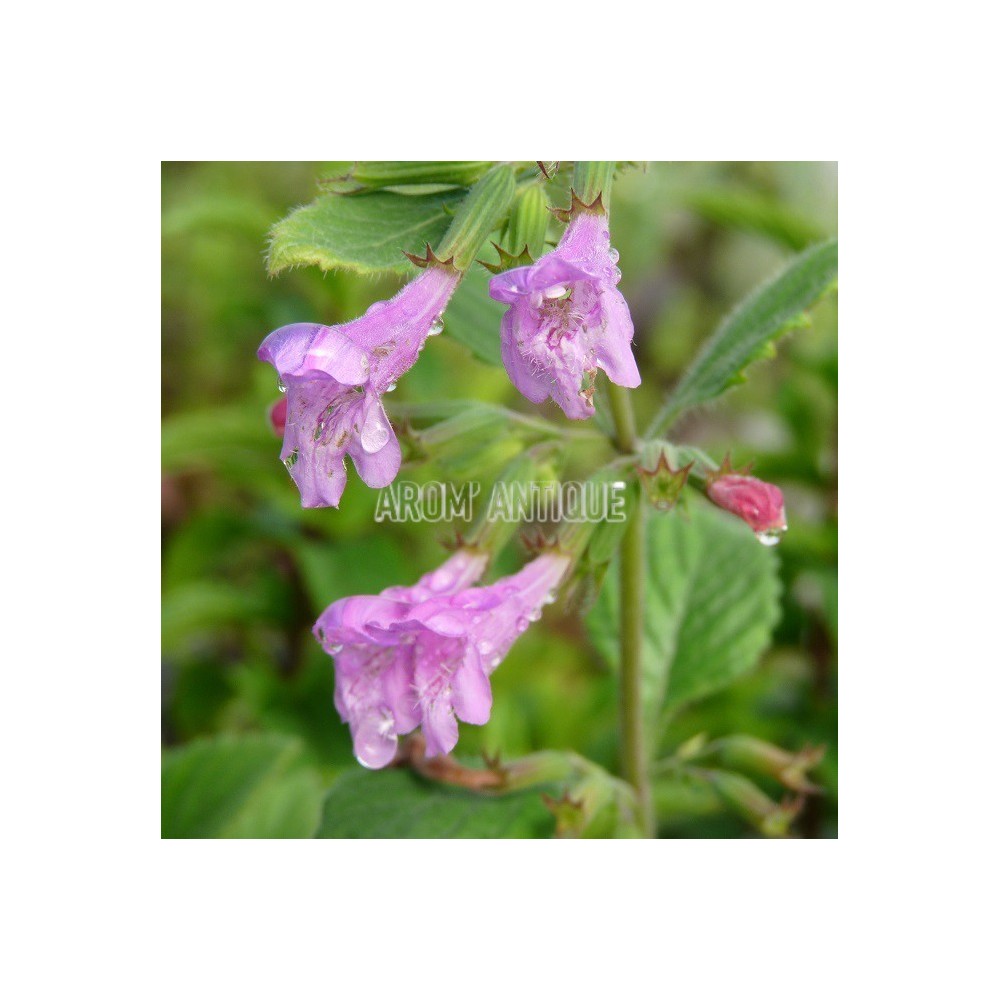 Calament à grandes fleurs bio, thé de l'Aubrac, Calamintha grandiflora