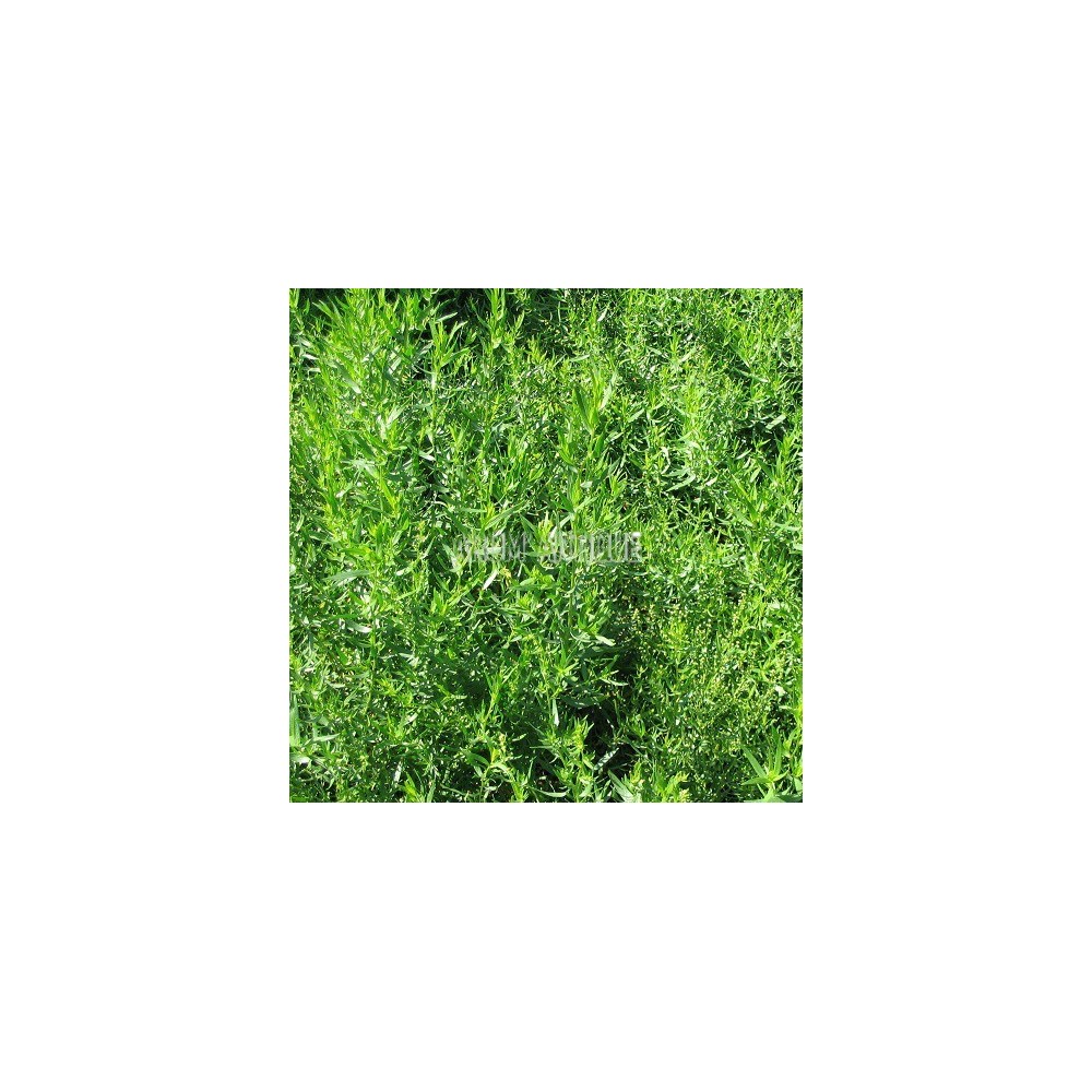 Estragon français, Artemisia dracunculus, Arom'antique, aromatique bio